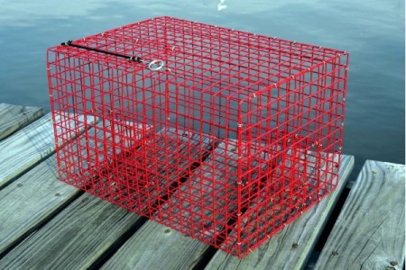 Using Pinfish Traps to Catch Live Bait - Jacksonville Fishing Trips